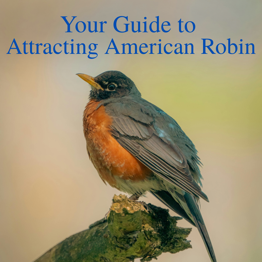 How to Attract American Robins to Your Backyard