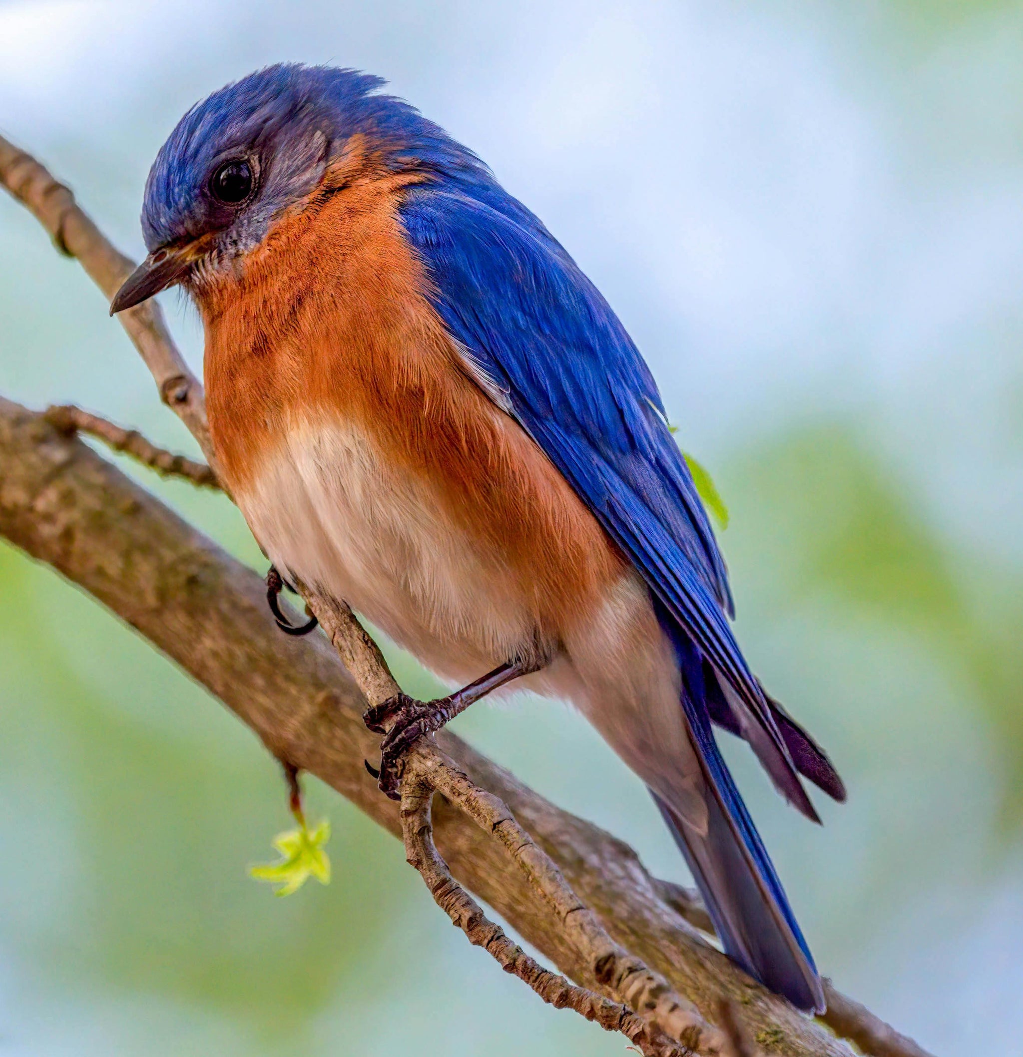 A Simple Guide to Attracting Beautiful Bluebird | Birdkiss