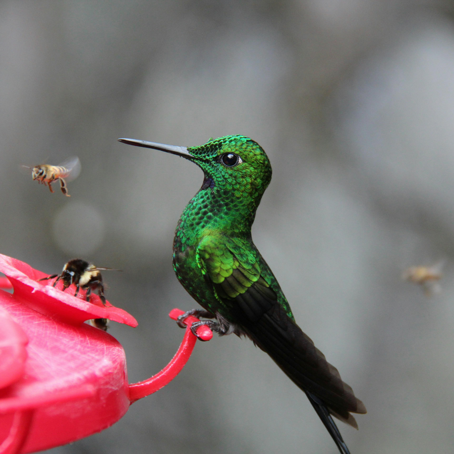 How to Feed Hummingbird: The Complete Guide to Nectar & More