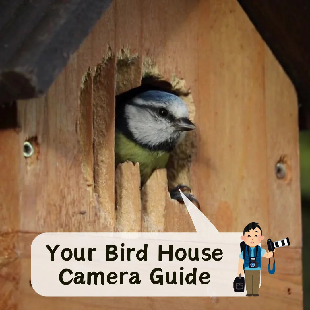 See Inside a Nest: The Ultimate Bird House Camera Guide